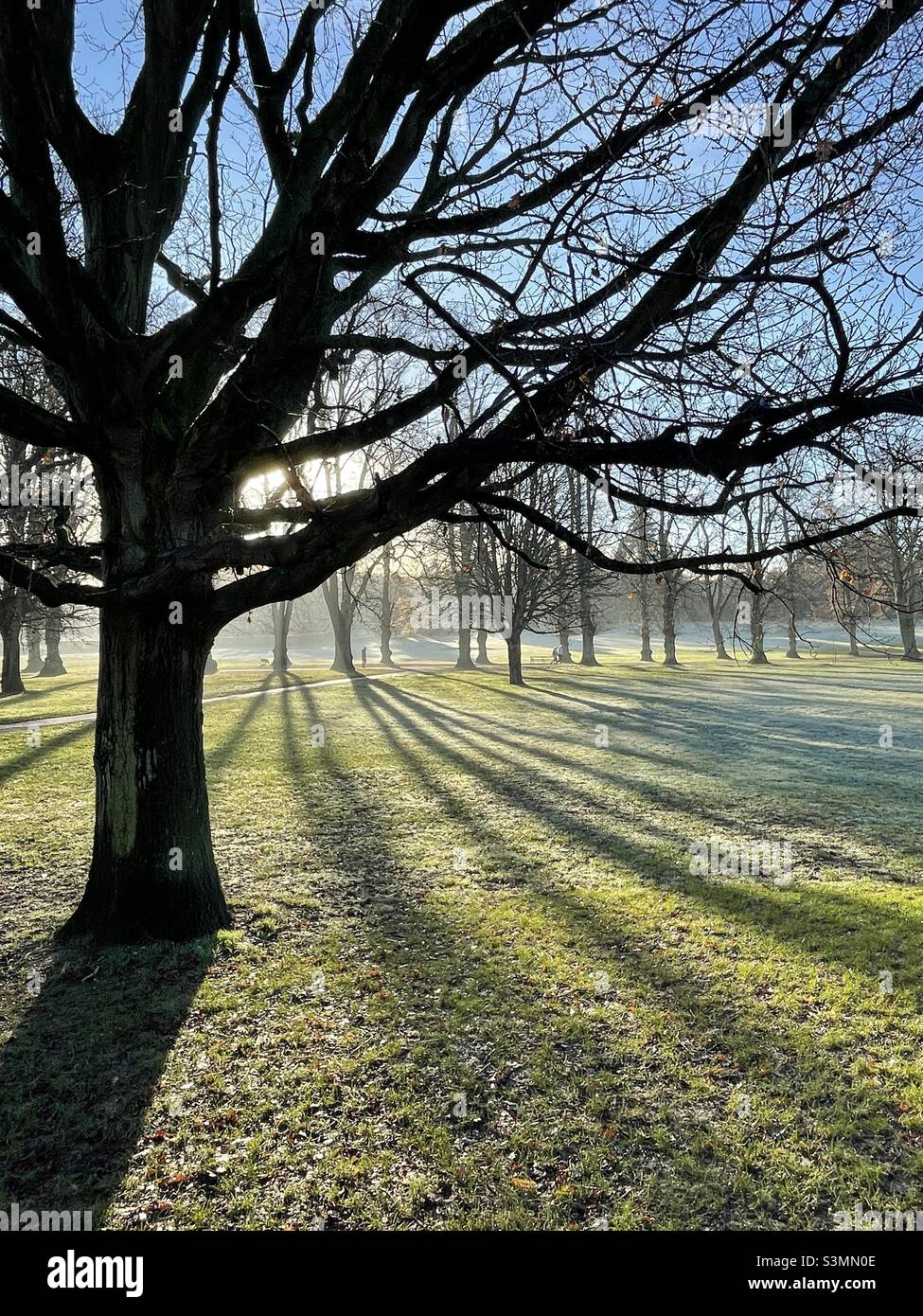Winter tree silhouettes hi-res stock photography and images - Alamy