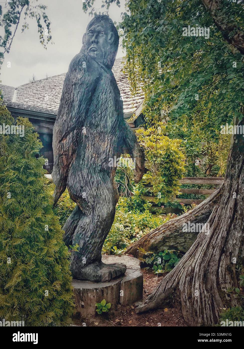 Sneak peak of Big Foot- wooden Big Foot sculpture beside large tree ...