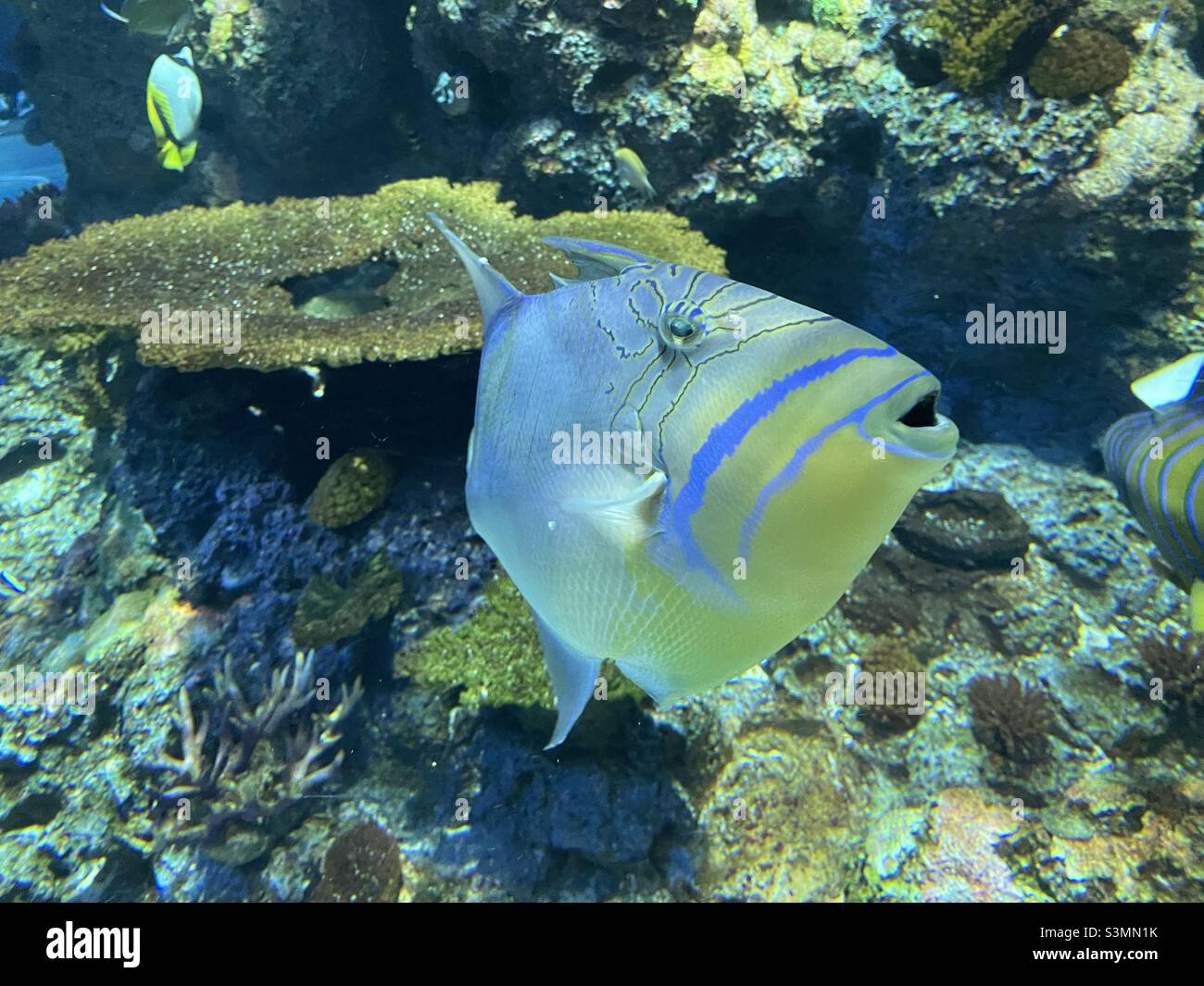 Saltwater aquarium hi-res stock photography and images - Alamy