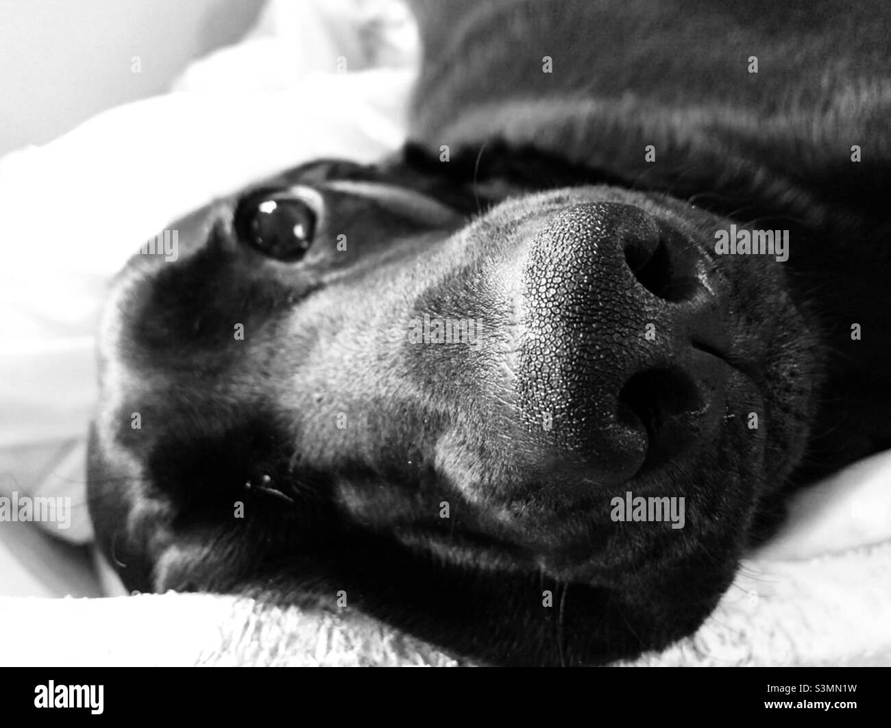 Labrador black dog Black and White Stock Photos & Images - Alamy