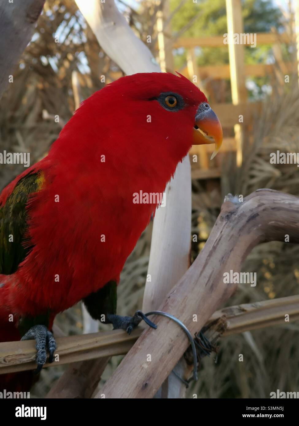 Angry parrot hi-res stock photography and images - Alamy
