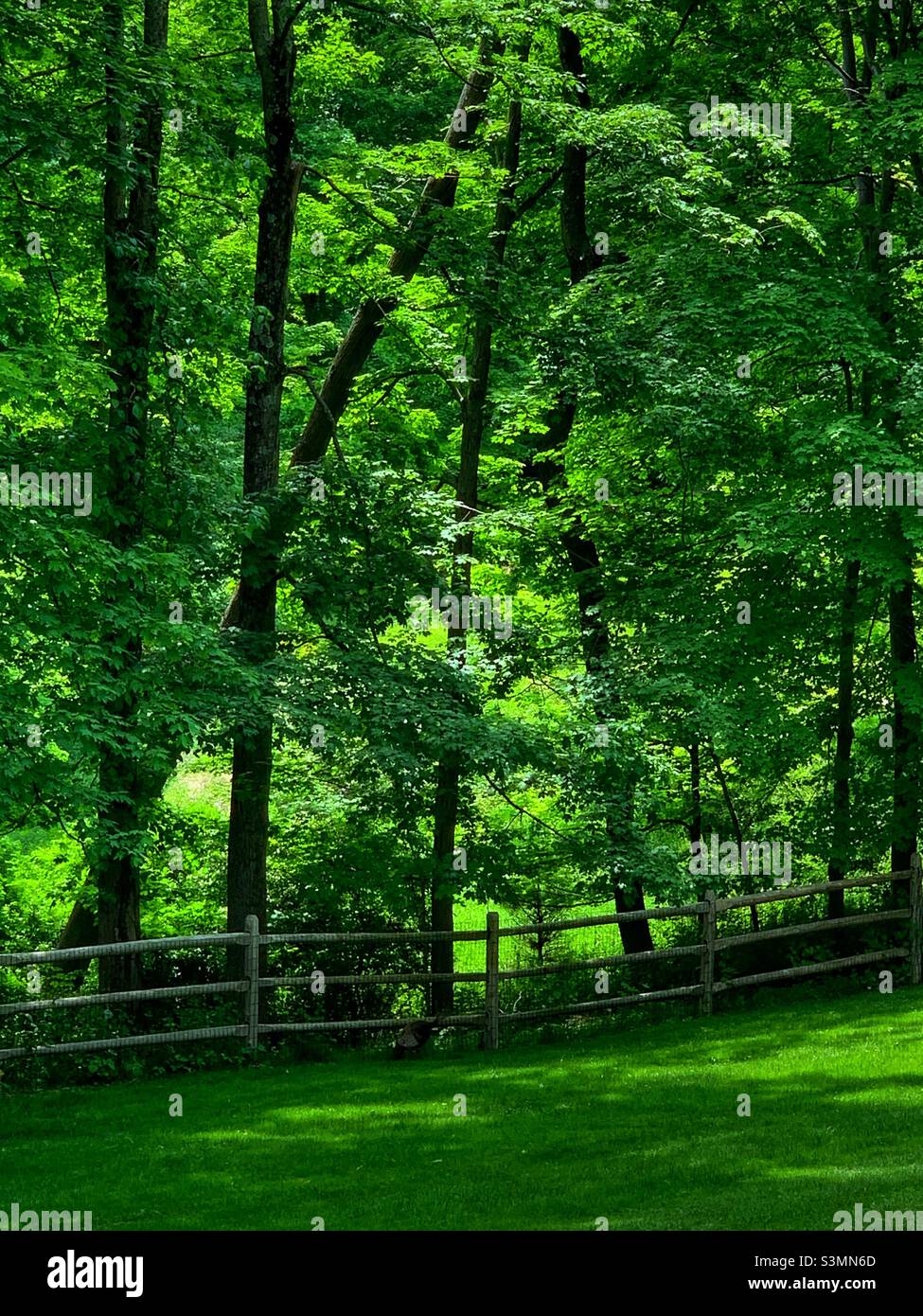 Trees on the backyard Stock Photo - Alamy