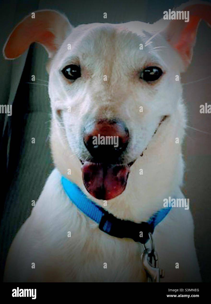 Ralph the dog hi-res stock photography and images - Alamy