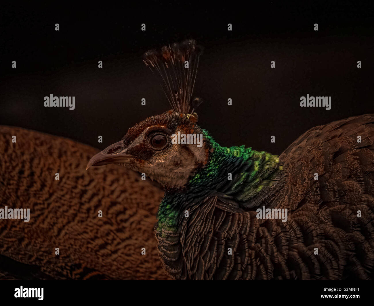 Majestic peacocks hi-res stock photography and images - Alamy