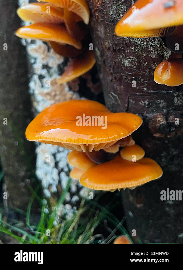 Skivling hi-res stock photography and images - Alamy