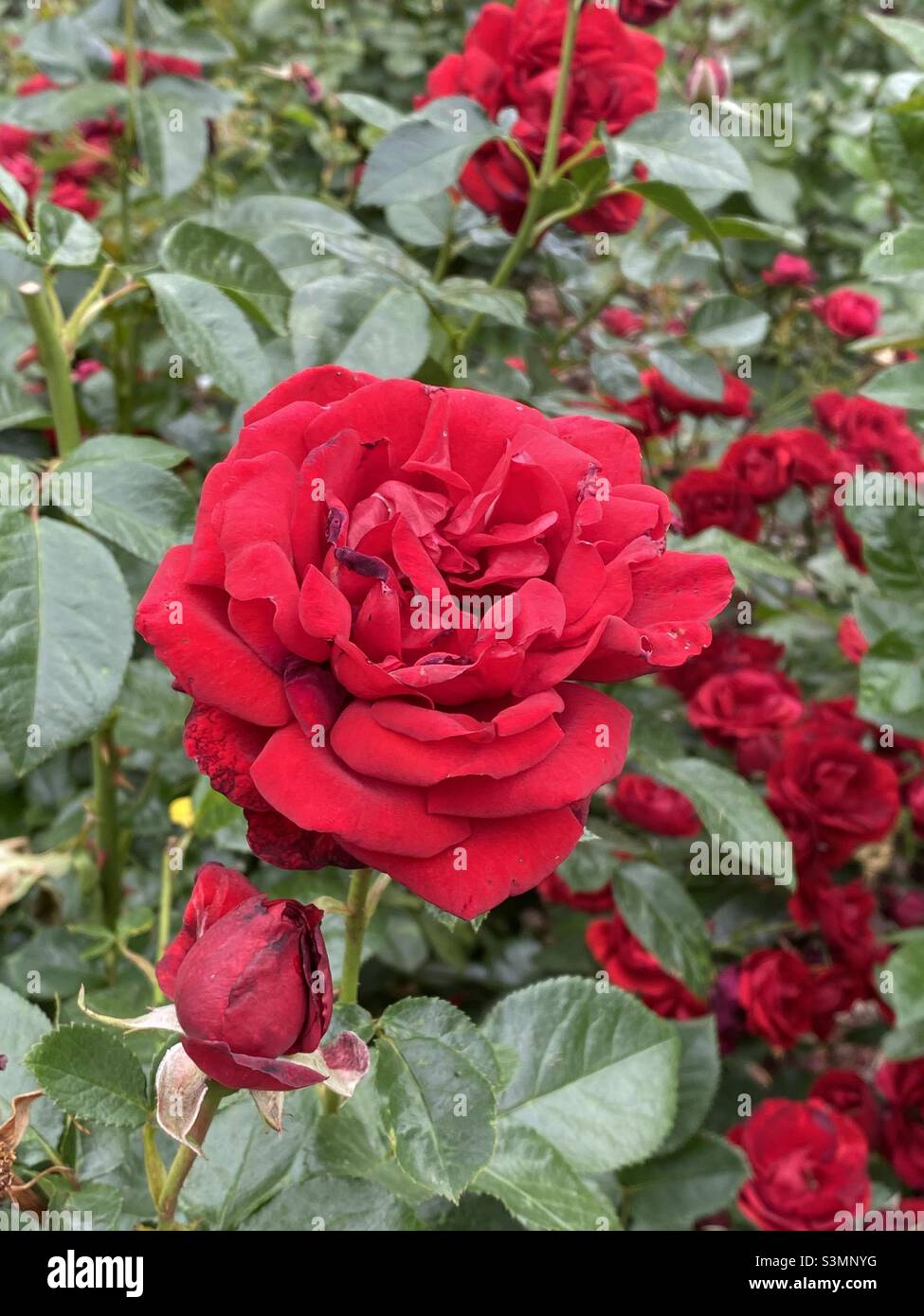 Red roses in the garden at Vergelegen Estate, South Africa Stock Photo ...
