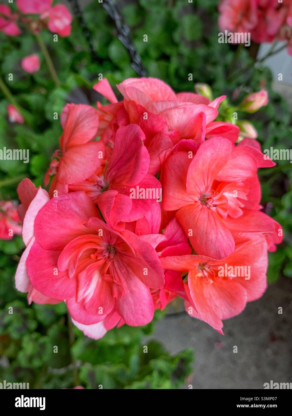 Zonal geranium hi-res stock photography and images - Alamy