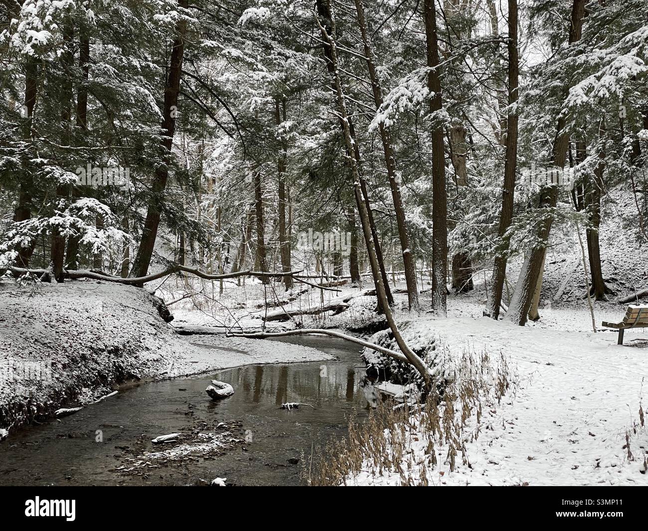 Forest and stream after a winter snowfall Stock Photo - Alamy