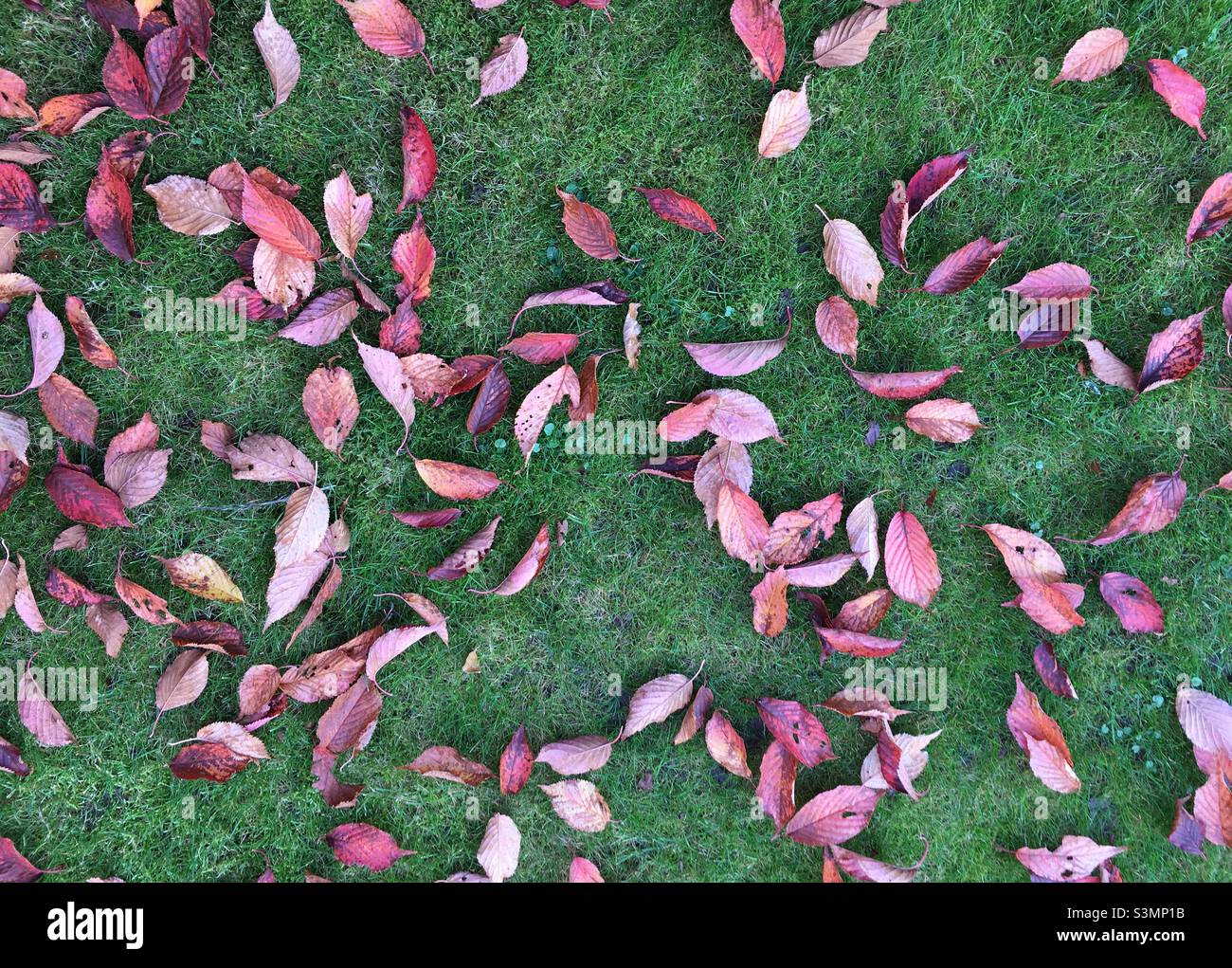 Vibrant leaf hi-res stock photography and images - Alamy