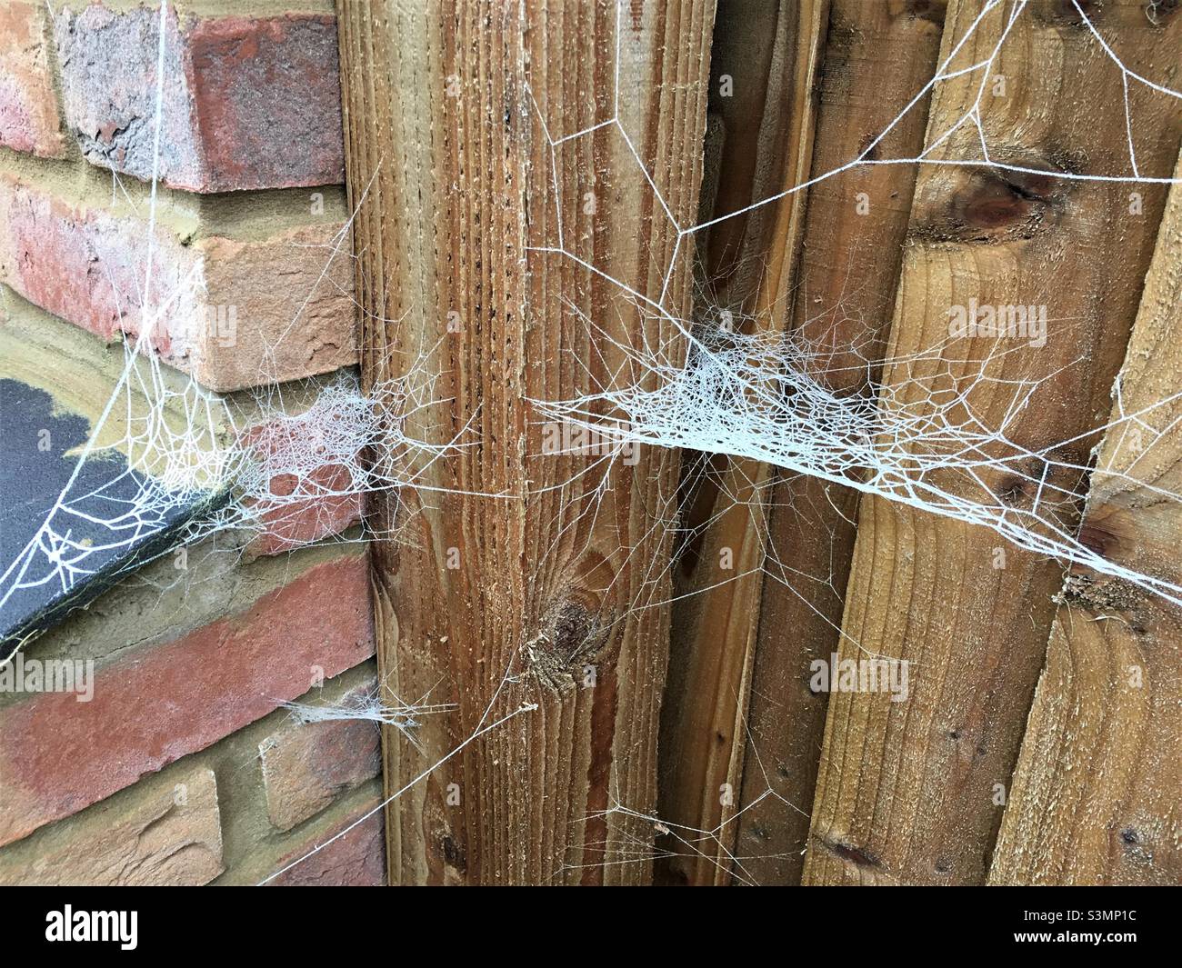 Cobweb wood hi-res stock photography and images - Alamy