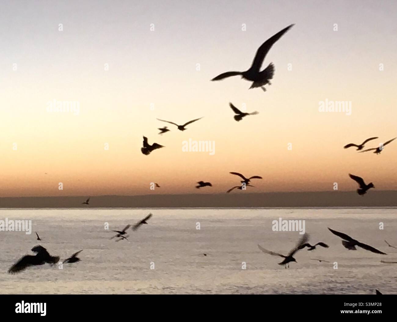 Morning sky birds hi-res stock photography and images - Alamy