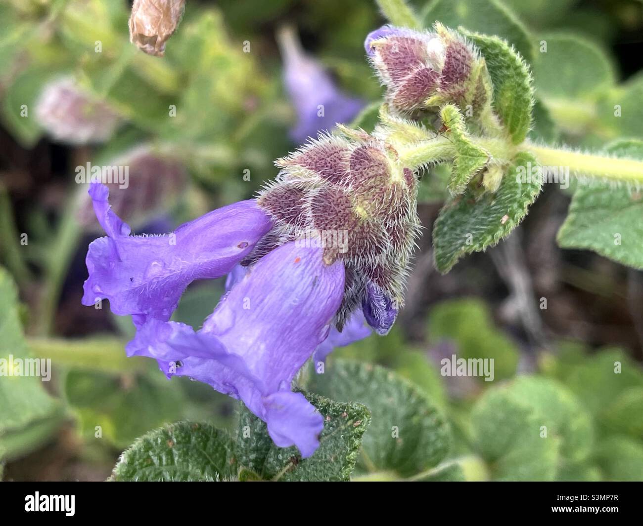 Nilgiri hills hi-res stock photography and images - Alamy
