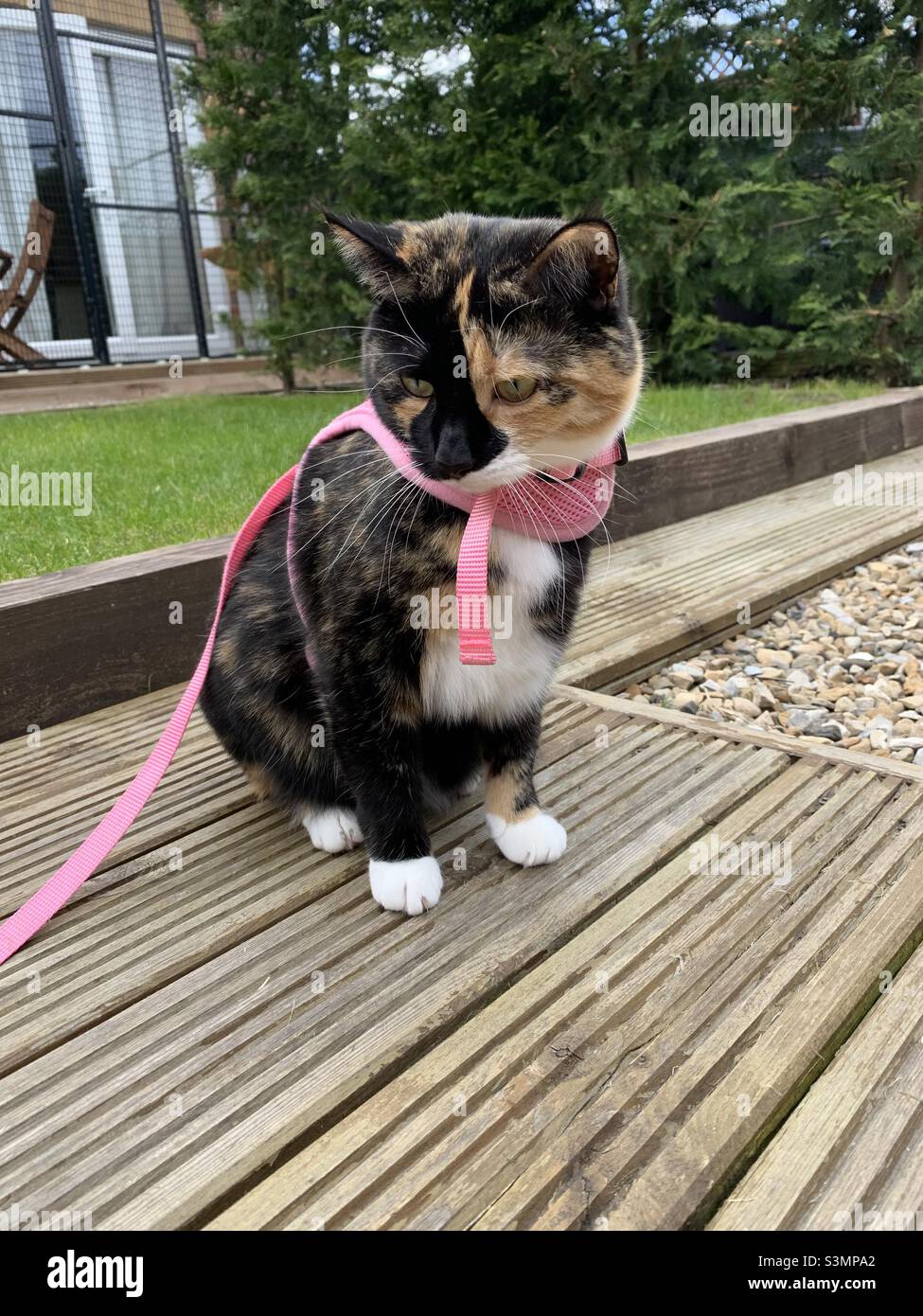 Cat lead not illustration hi-res stock photography and images - Alamy