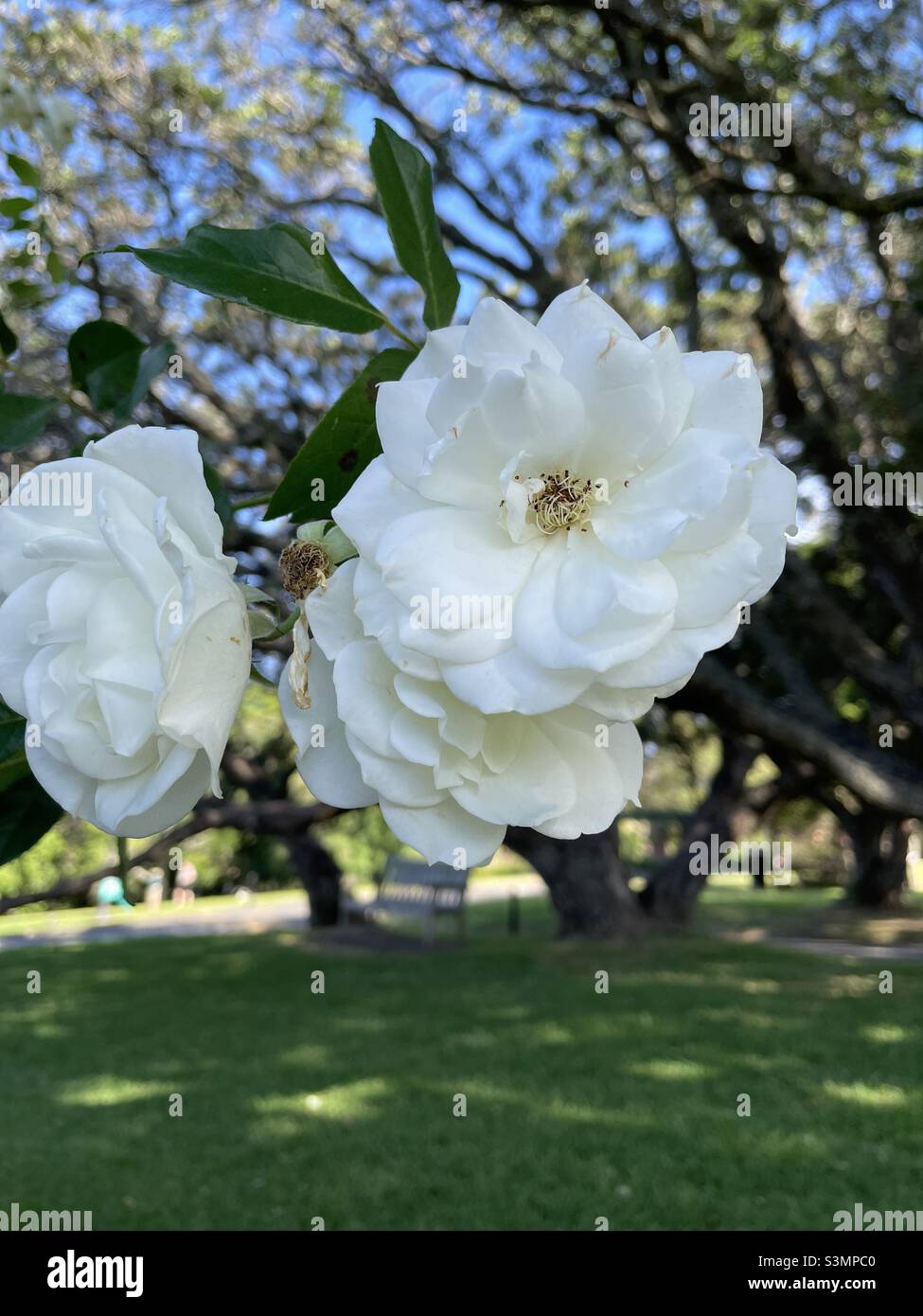 White rose name hi-res stock photography and images - Alamy