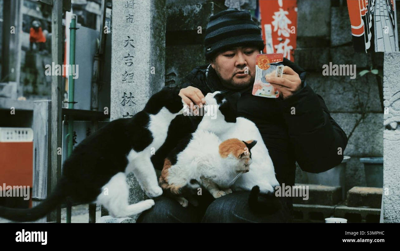 Man feeding cats hi-res stock photography and images - Alamy