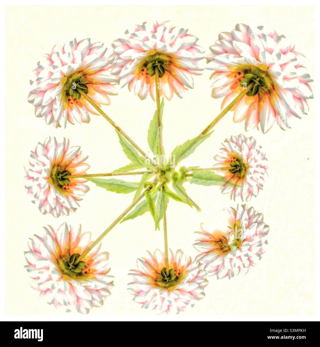 Eight stalks of flowers hi-res stock photography and images - Alamy