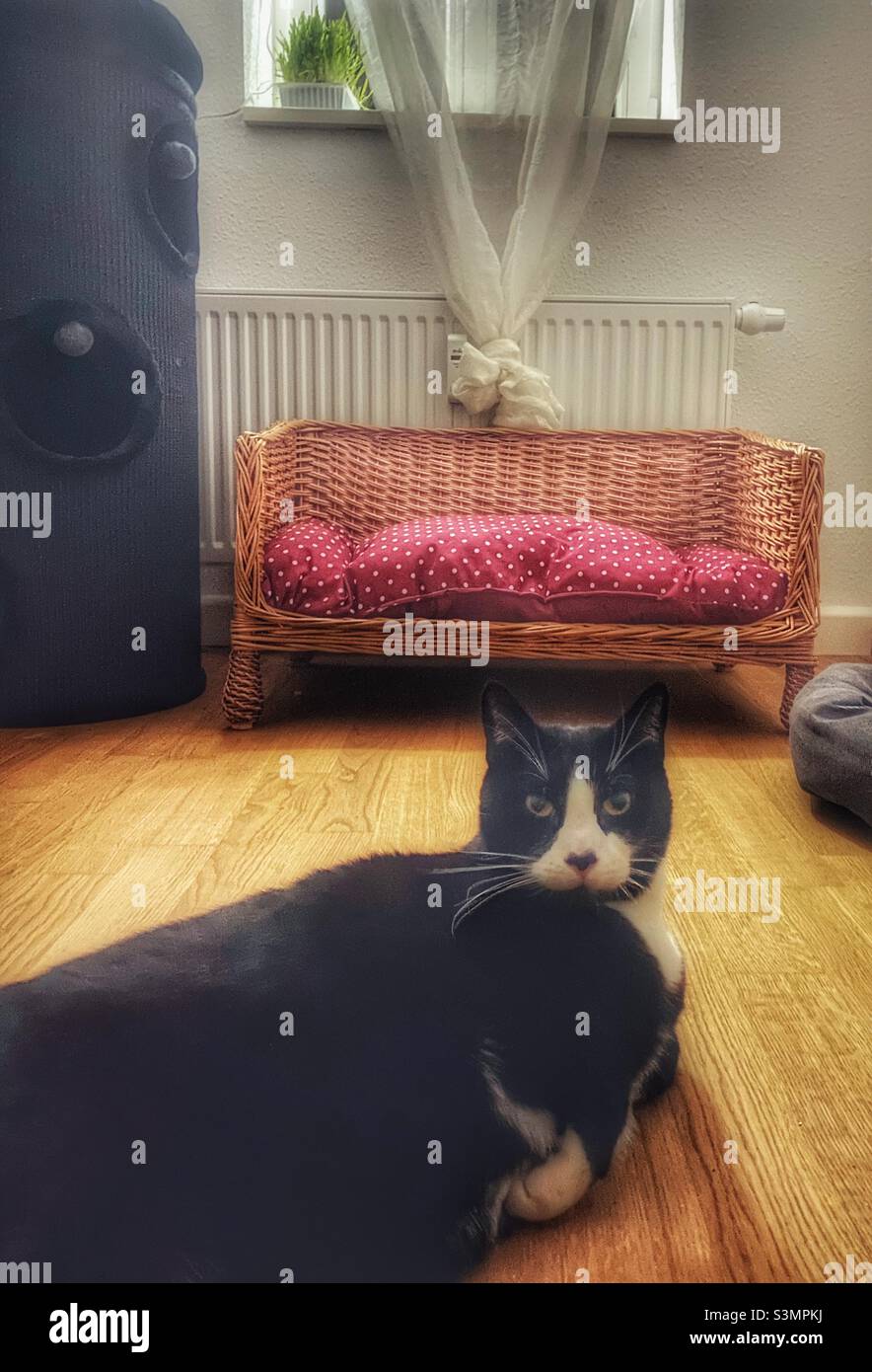 Indoor cat at home hi-res stock photography and images - Alamy