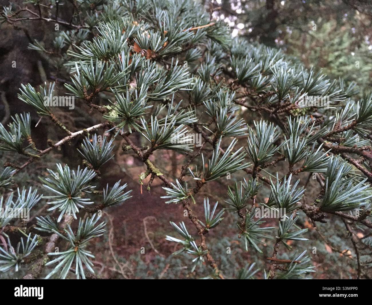 True cedar hi-res stock photography and images - Alamy