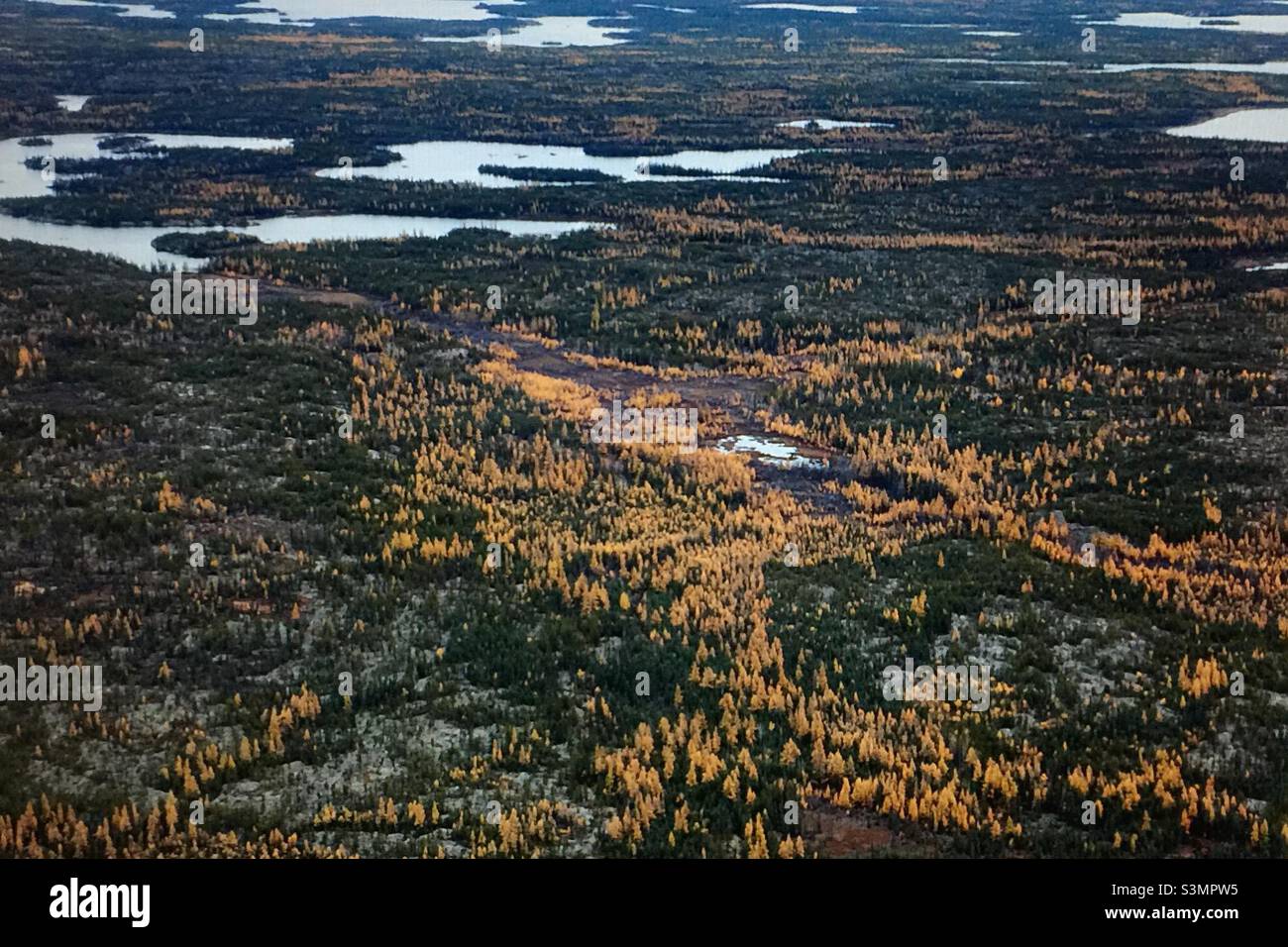 Yukon, Canada, Characteristic tree species, dominant,vegetation,White ...