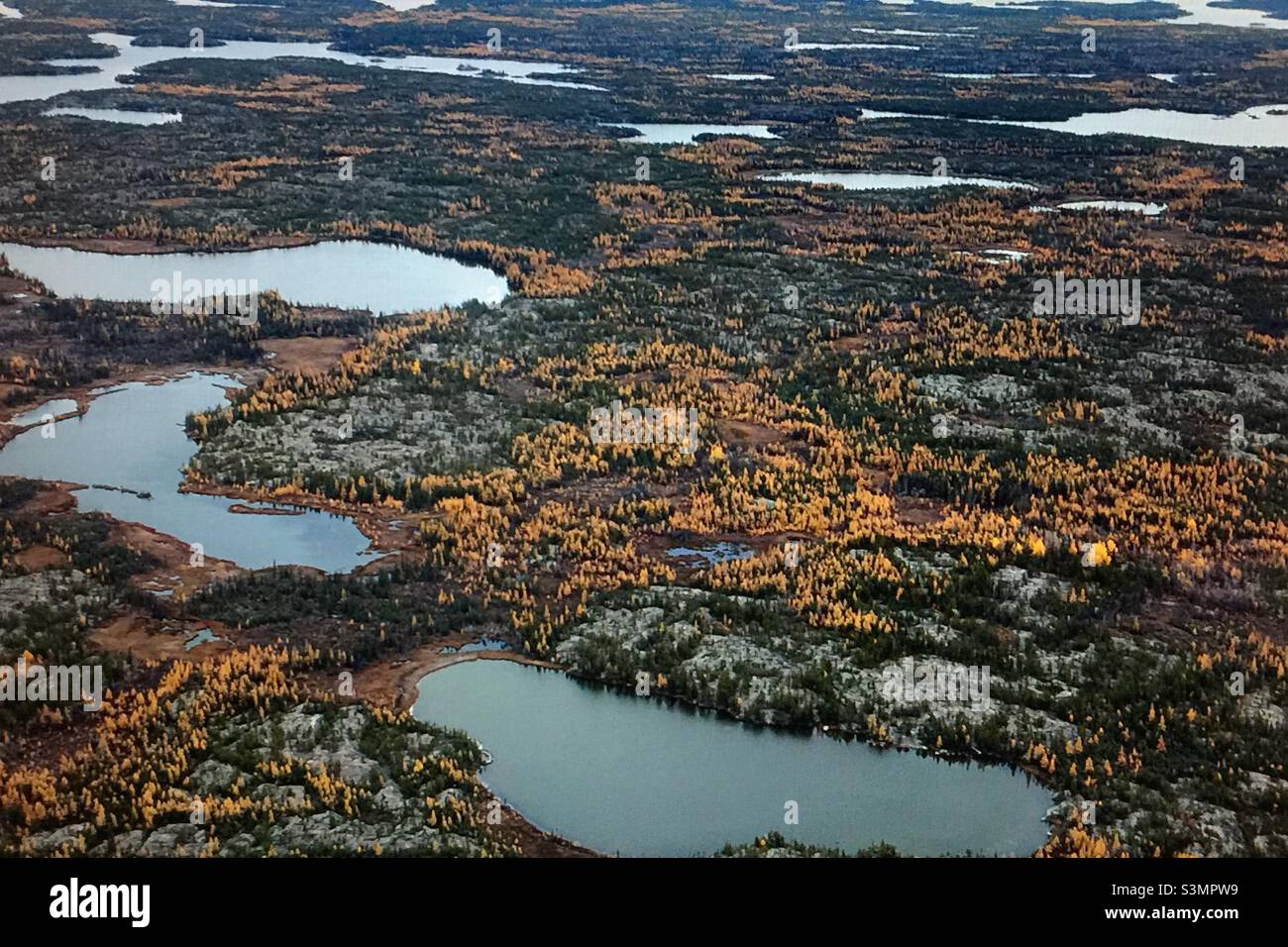 Yukon, Canada, Characteristic tree species, dominant,vegetation,White ...