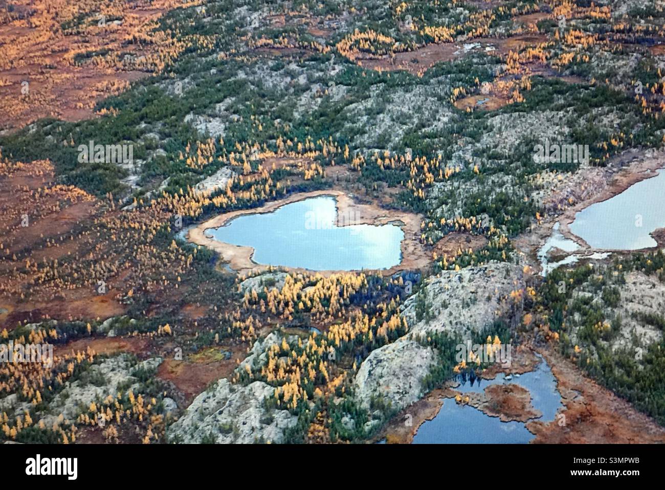 Yukon, Canada, Characteristic tree species, dominant,vegetation,White ...