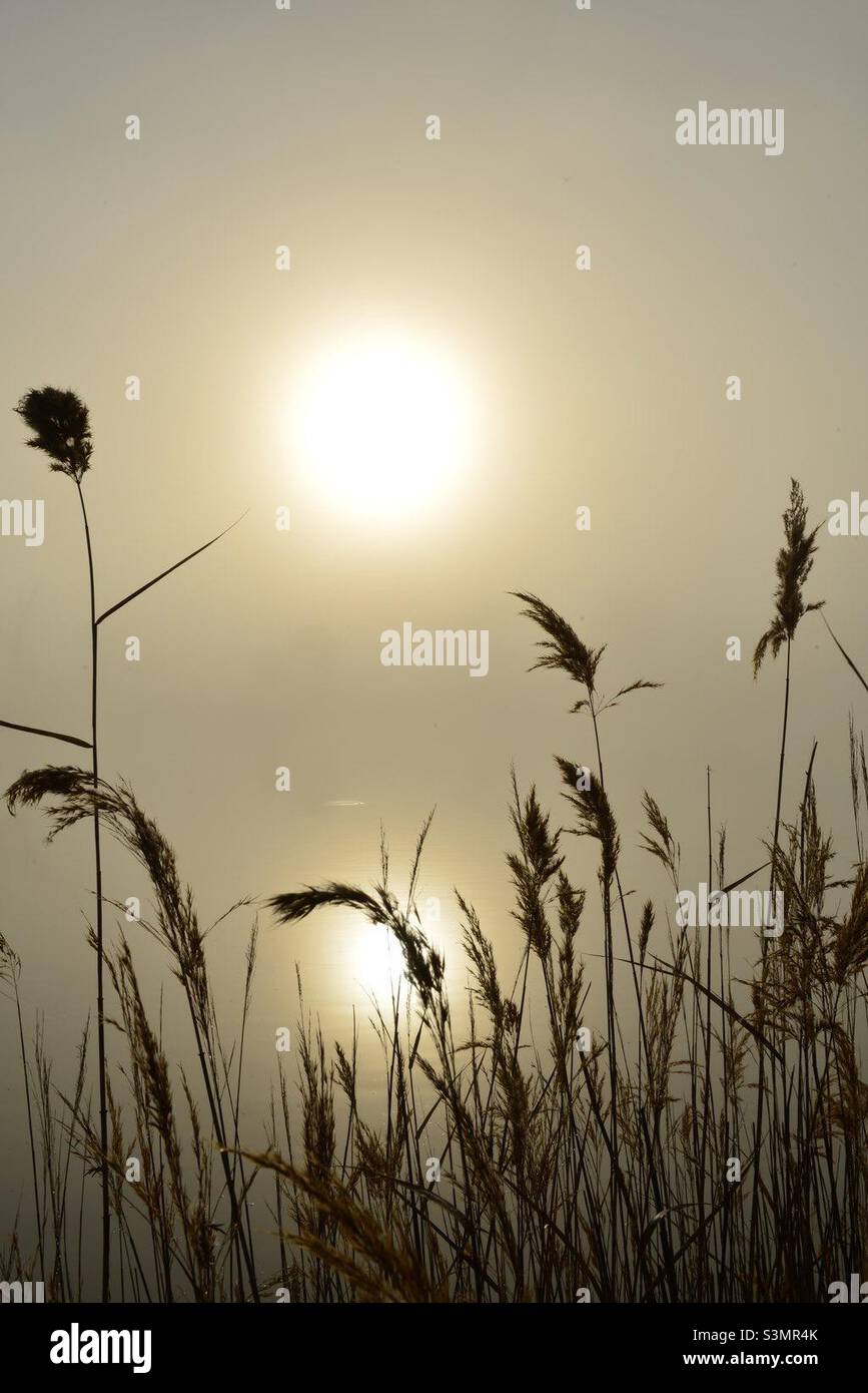 Natures neutral hi-res stock photography and images - Alamy