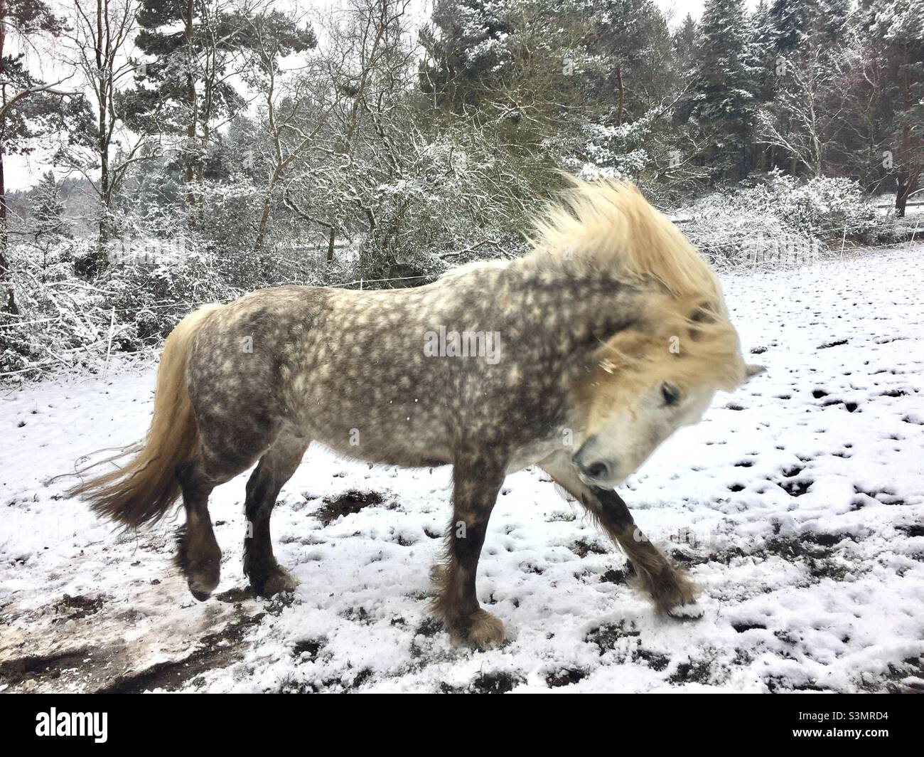 Dapple grey horse hi-res stock photography and images - Alamy
