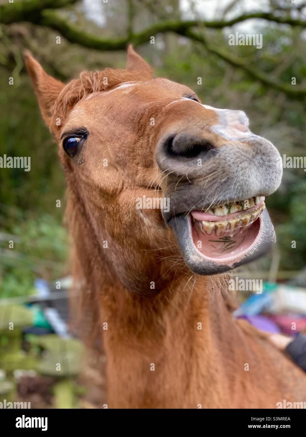 Funny horse face hi-res stock photography and images - Alamy