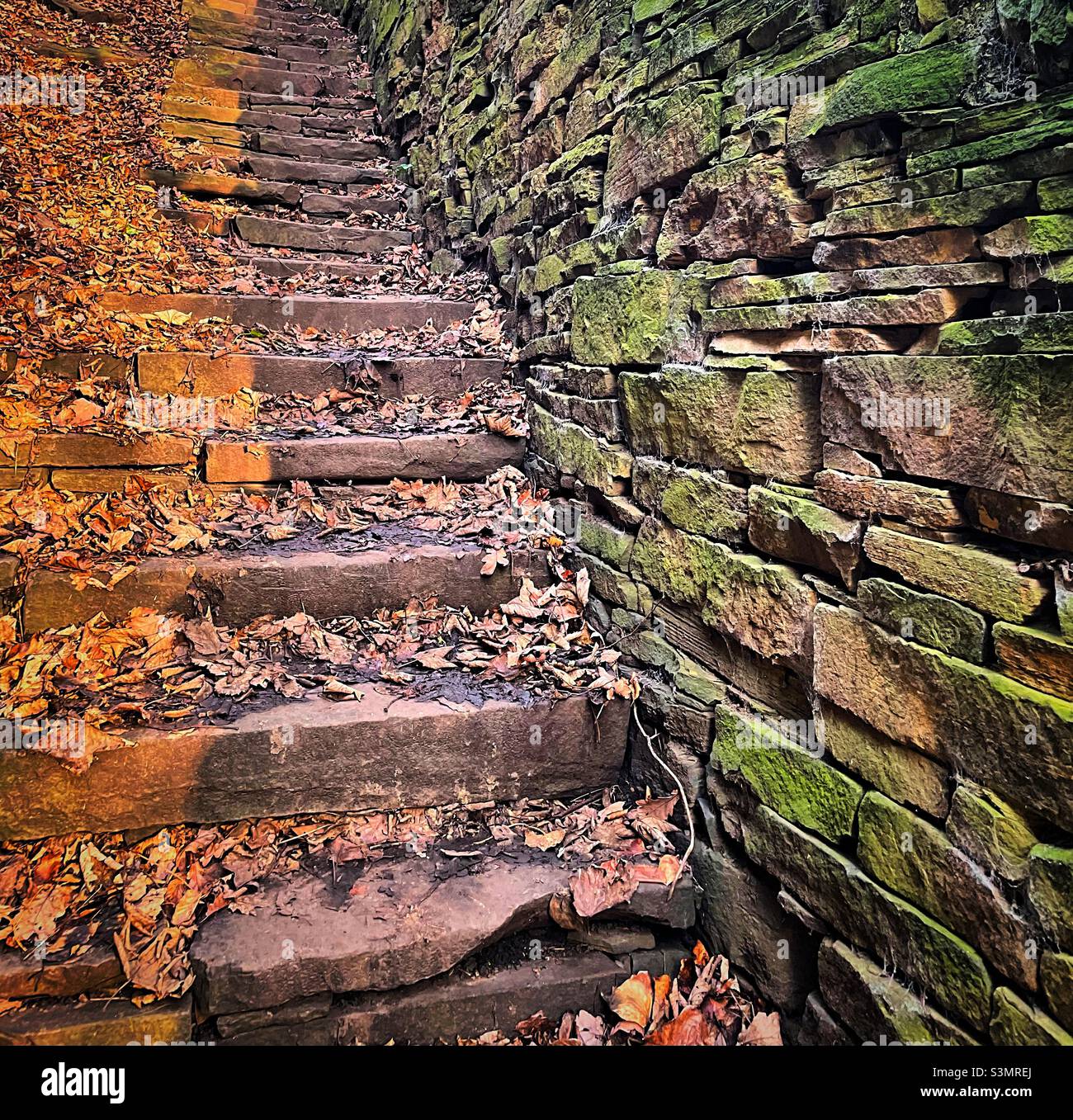 ‘Simply Yorkshire’ winter sunlight partially lights the leaf drenched ...
