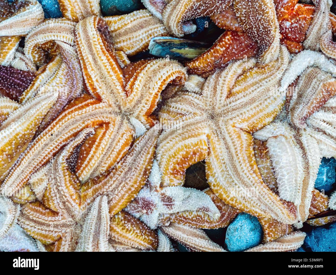 Close up of dead starfish washed up on the beach, on blue pebbles, at ...