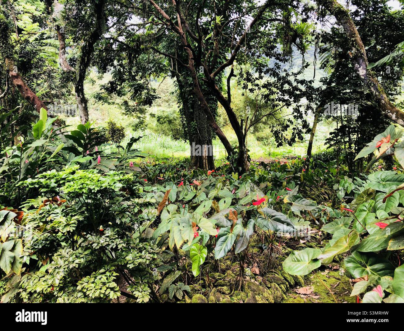 Caribbean foliage hi-res stock photography and images - Alamy