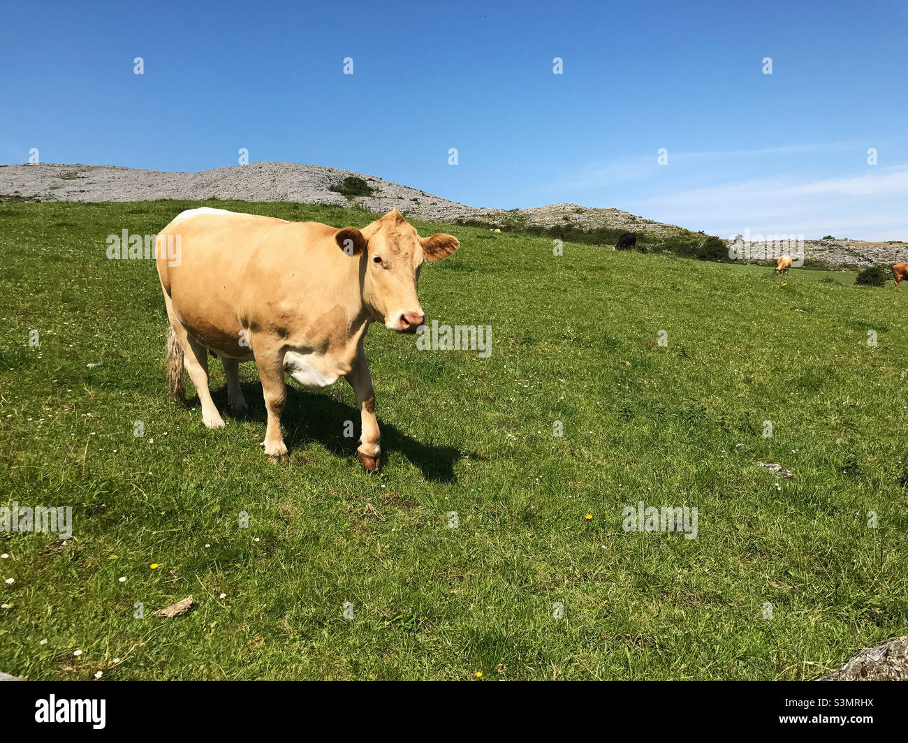 One cow hi-res stock photography and images - Alamy