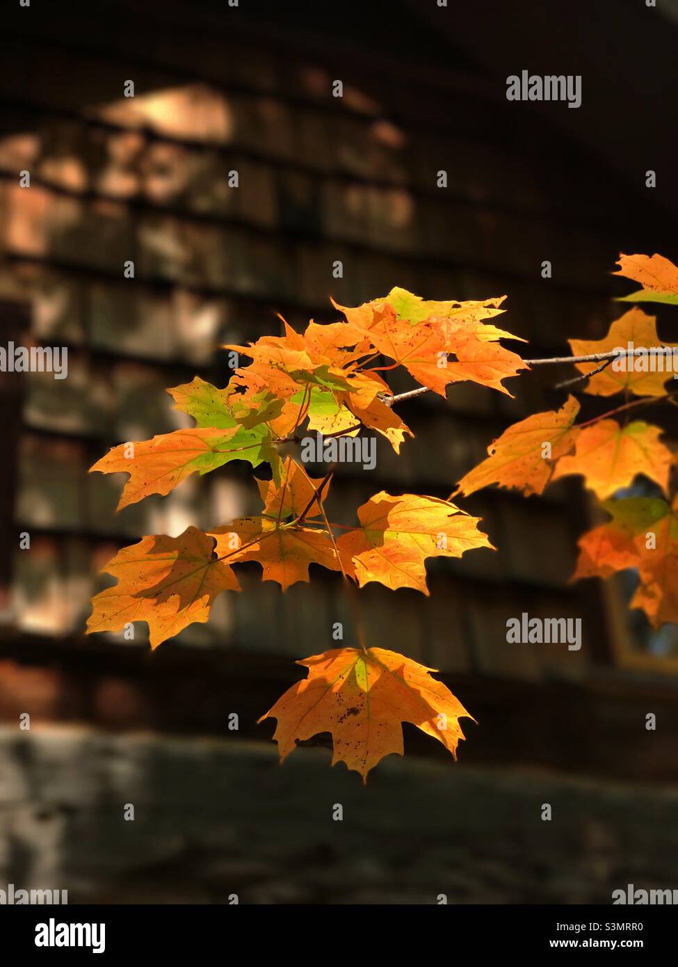 Fall colors in michigan hi-res stock photography and images - Alamy