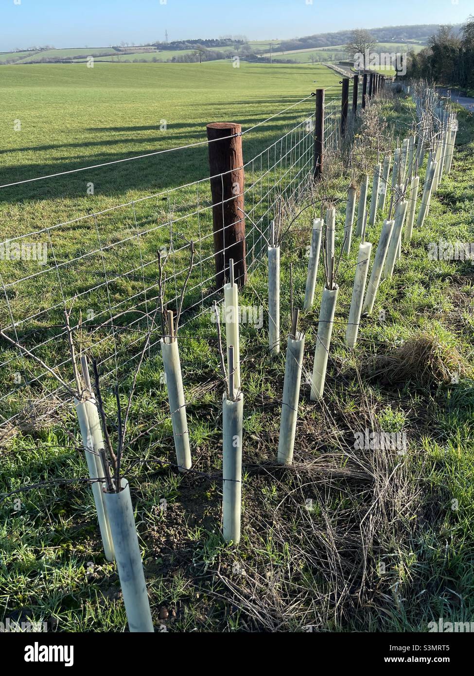 Hedge restoration hi-res stock photography and images - Alamy