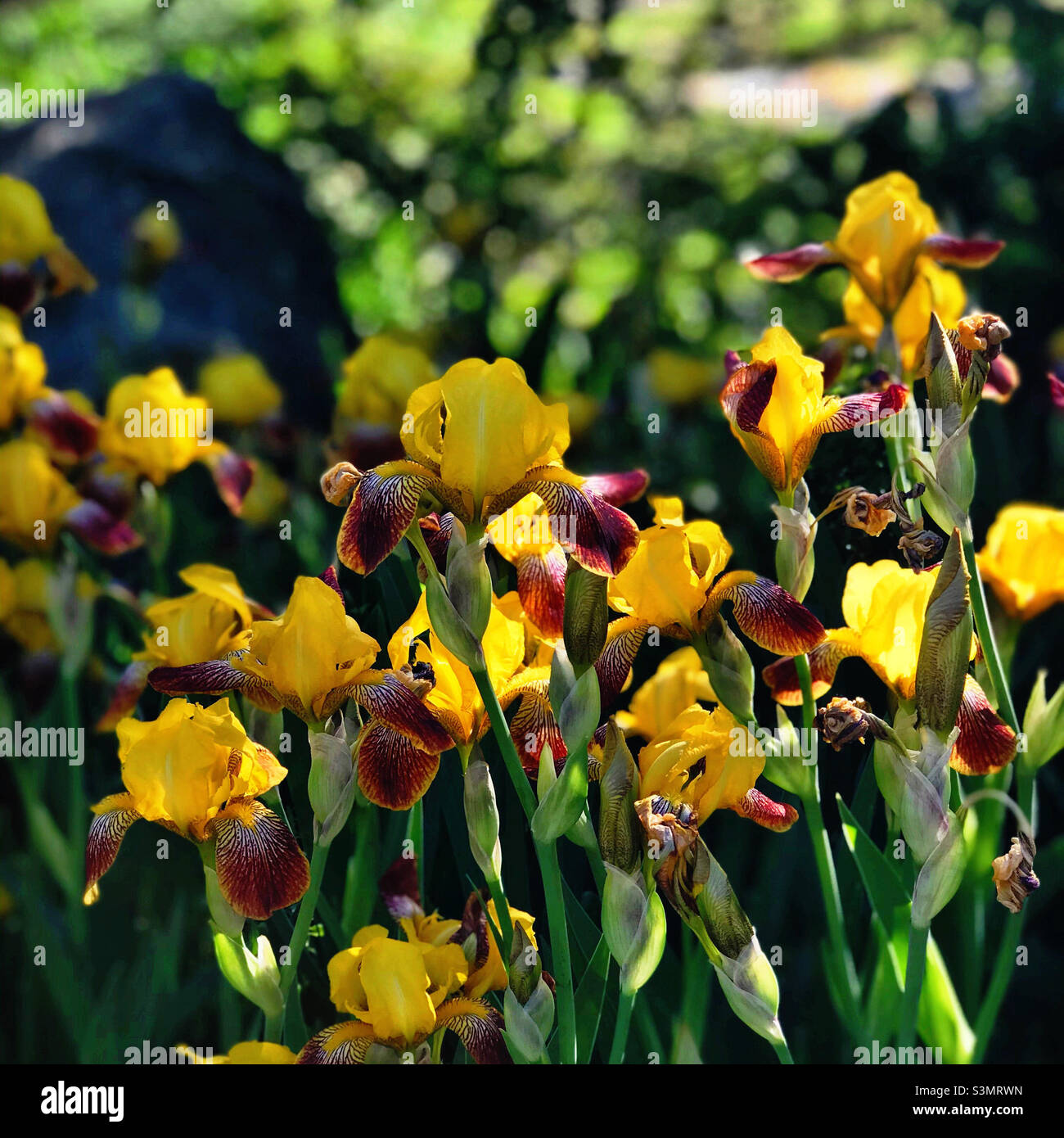 Maroon flowers hi-res stock photography and images - Alamy