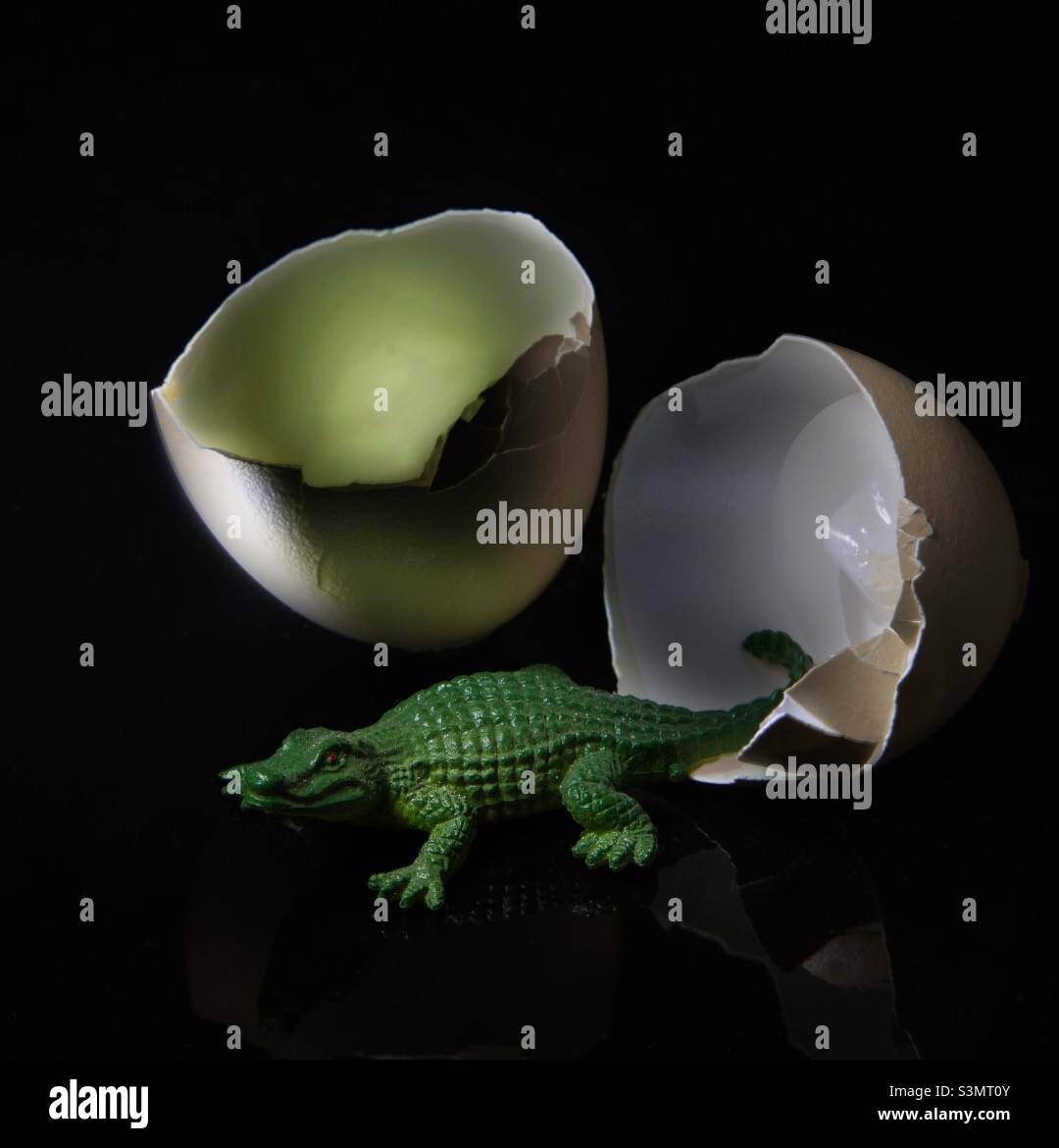 King Gator is Born Stock Photo - Alamy