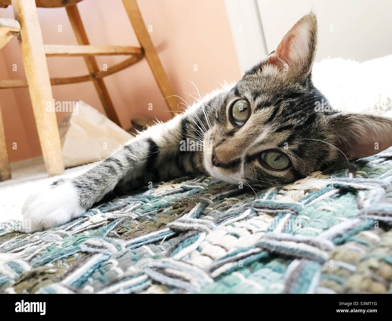 Female kitten hi-res stock photography and images - Alamy