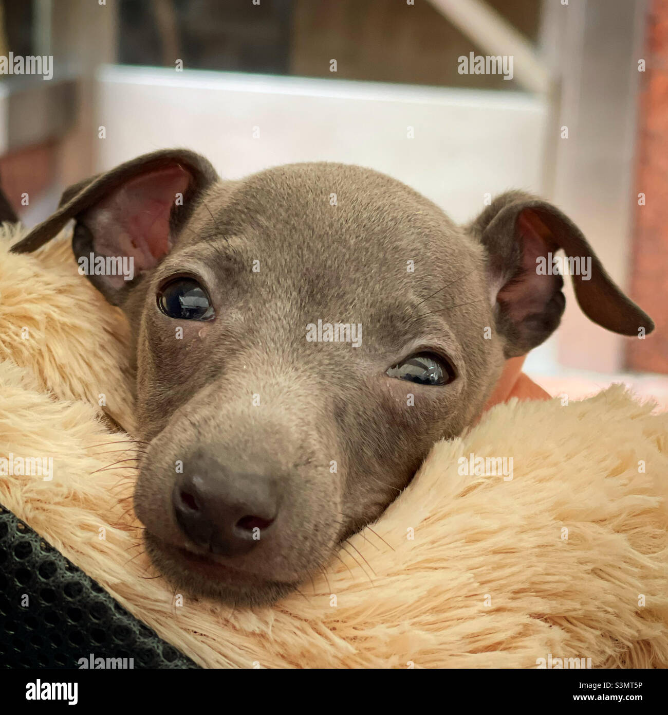 Cute Italian greyhound puppy Stock Photo - Alamy