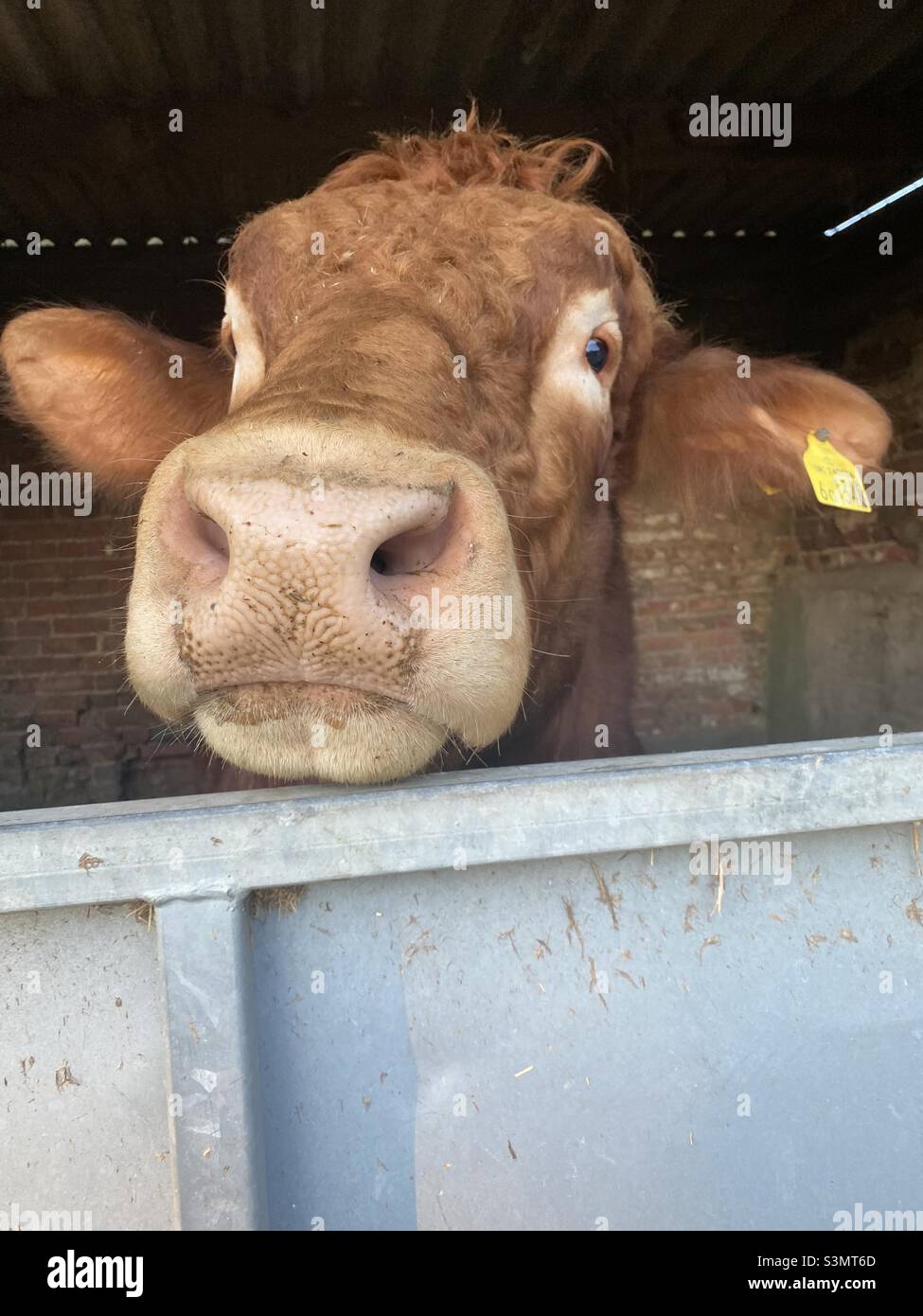 Cow looking over gate Stock Photo - Alamy
