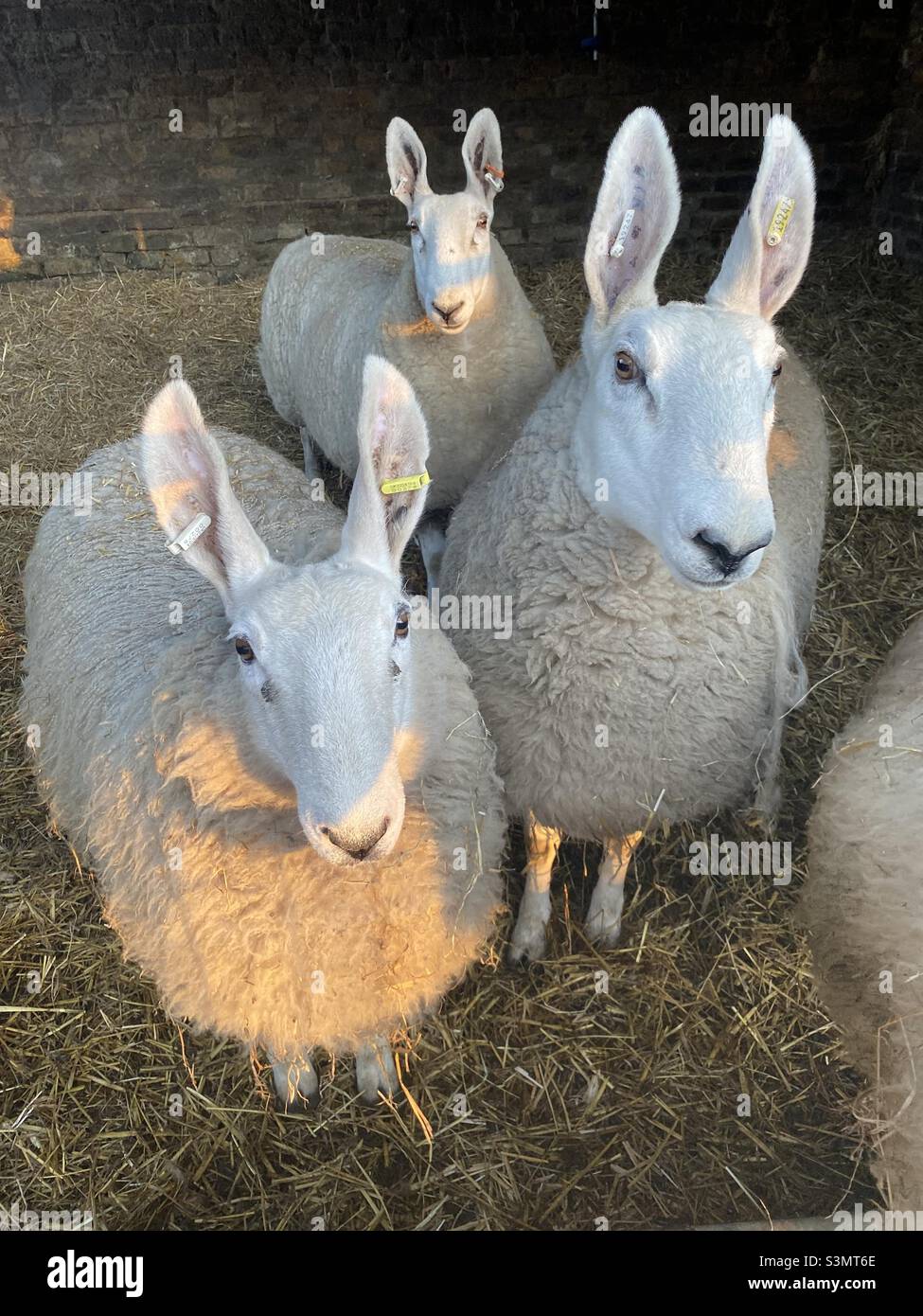 Lambs with big ears hi-res stock photography and images - Alamy