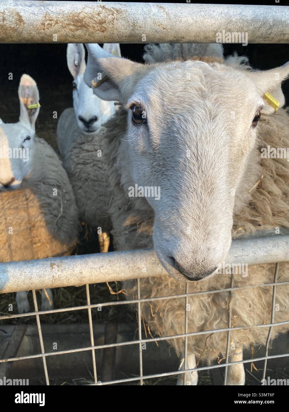 Bunny ears sheep hi-res stock photography and images - Alamy
