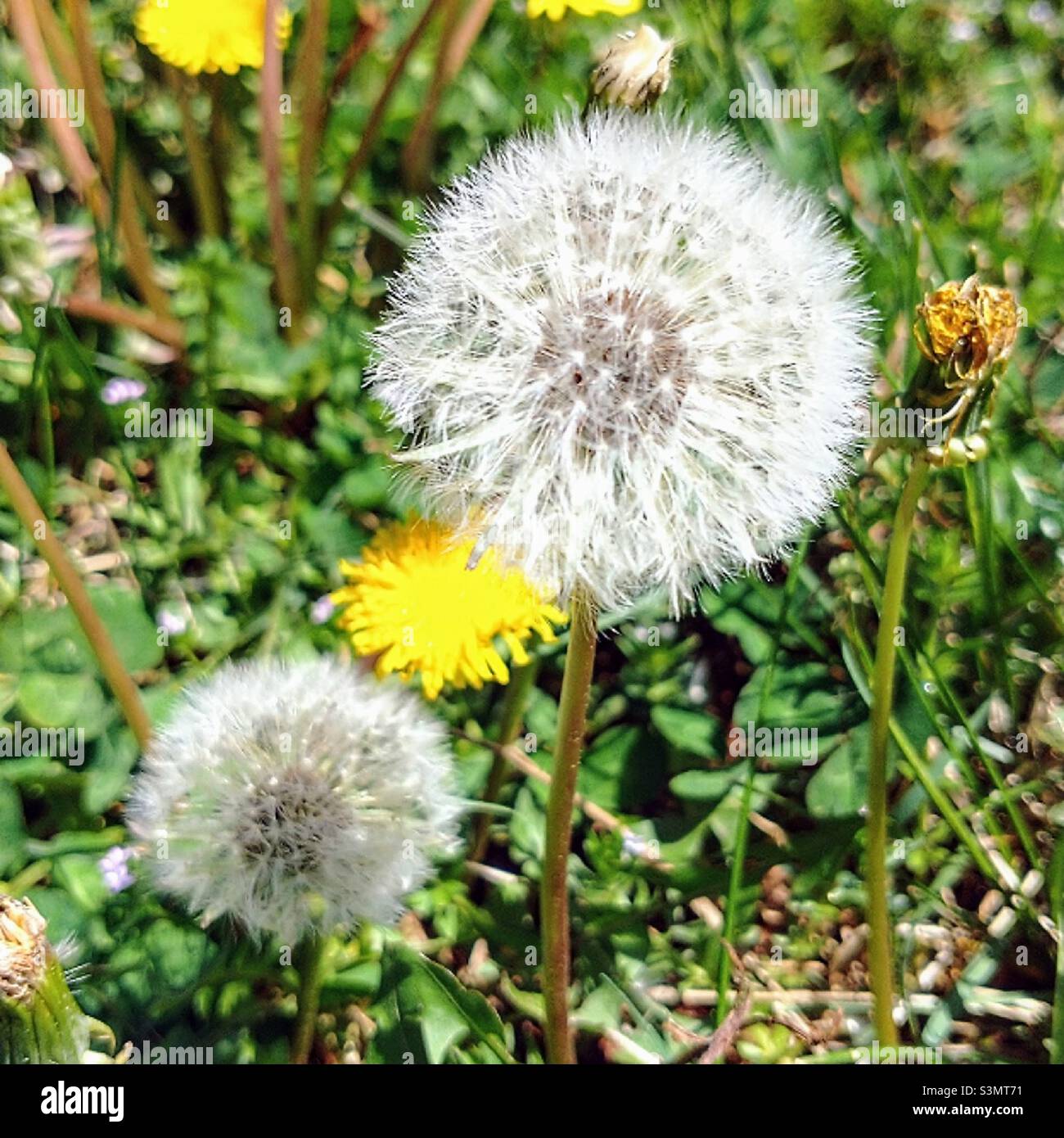 Small white things hi-res stock photography and images - Alamy