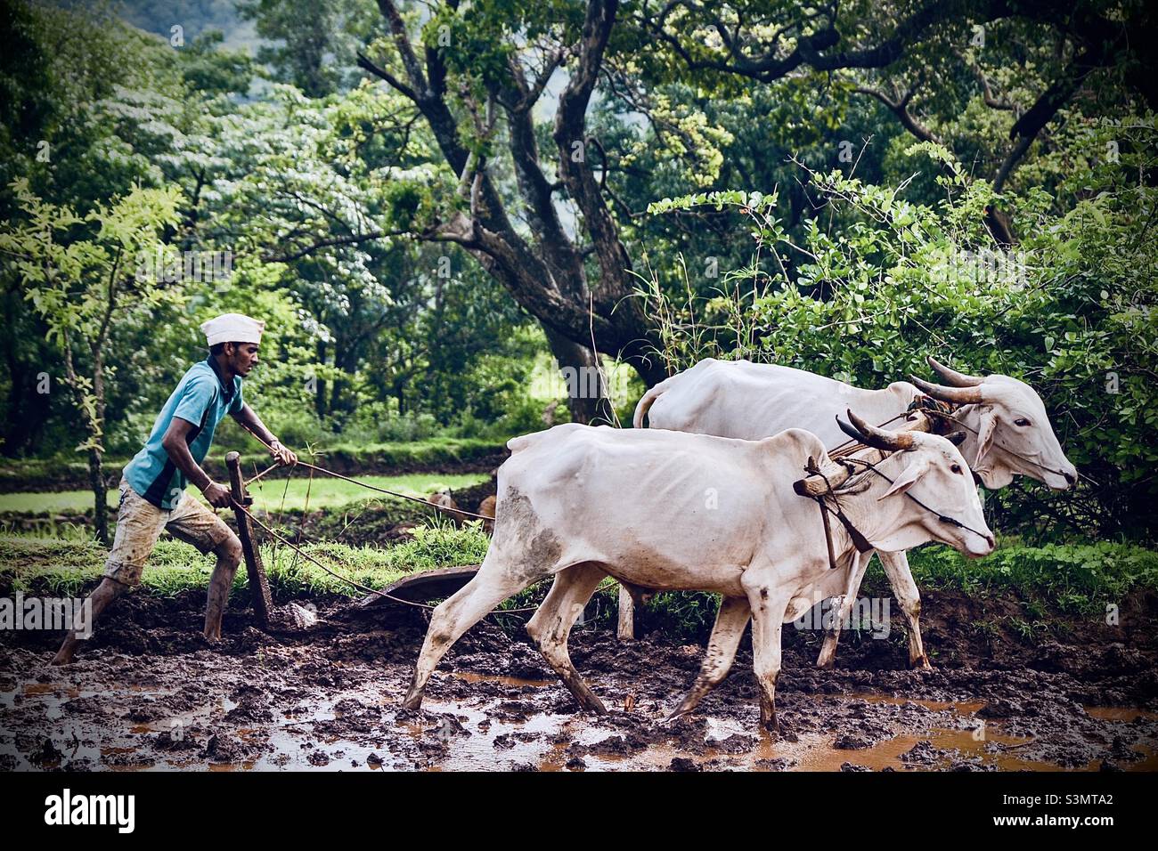 Rice field maharashtra india hi-res stock photography and images - Alamy