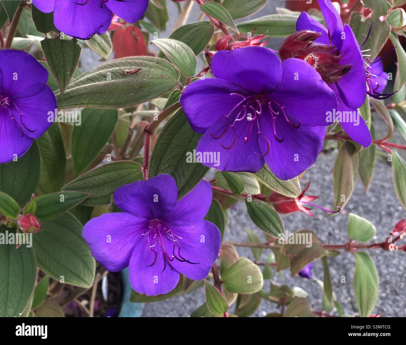 Princess flower hi-res stock photography and images - Alamy