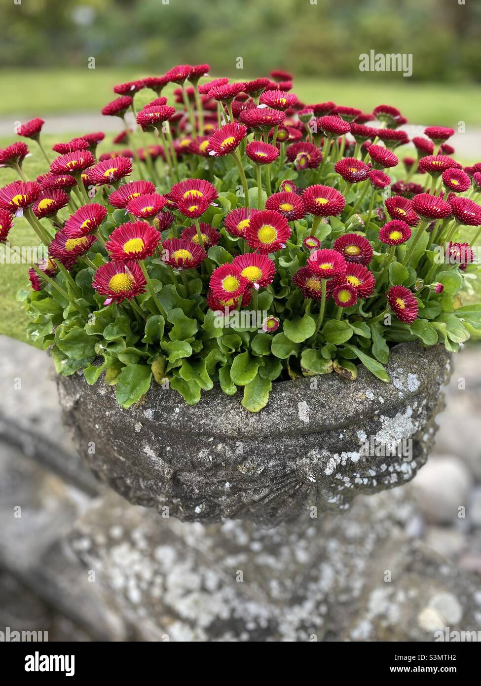 Daisies in pot hi-res stock photography and images - Alamy
