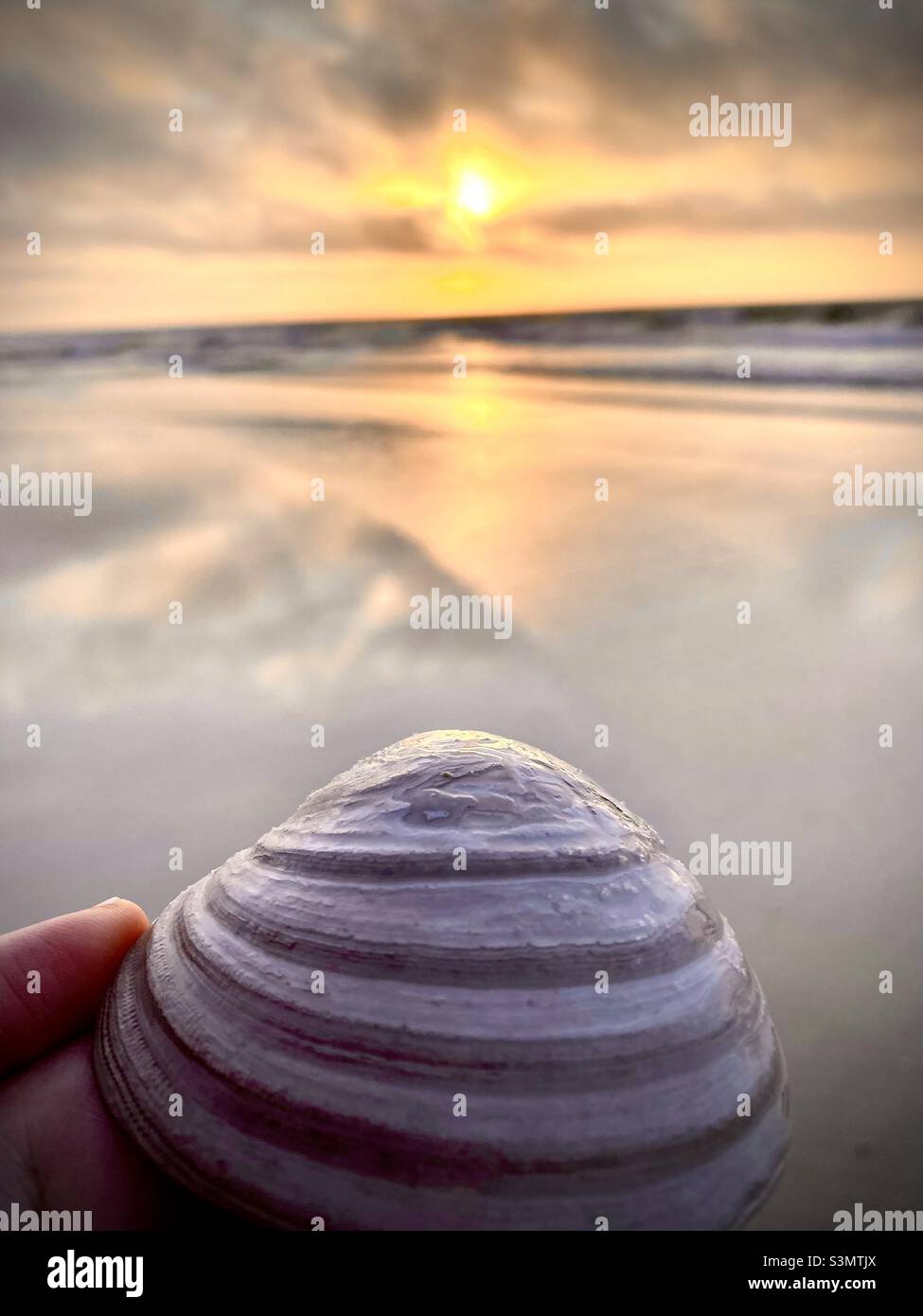 Facing shell hi-res stock photography and images - Alamy