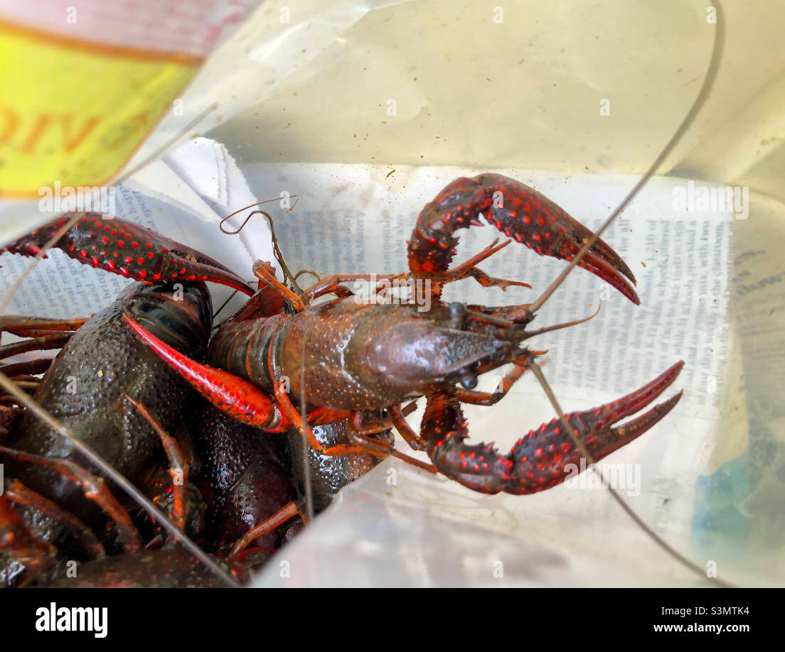 Crawfish claws hi-res stock photography and images - Alamy