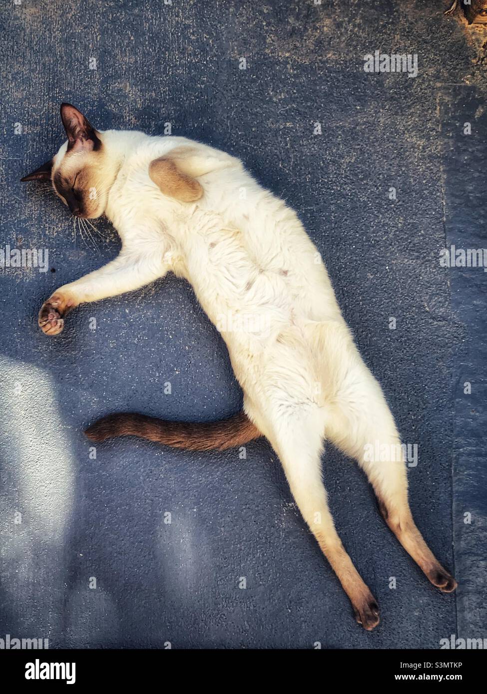 Cat lying on its back hi-res stock photography and images - Alamy
