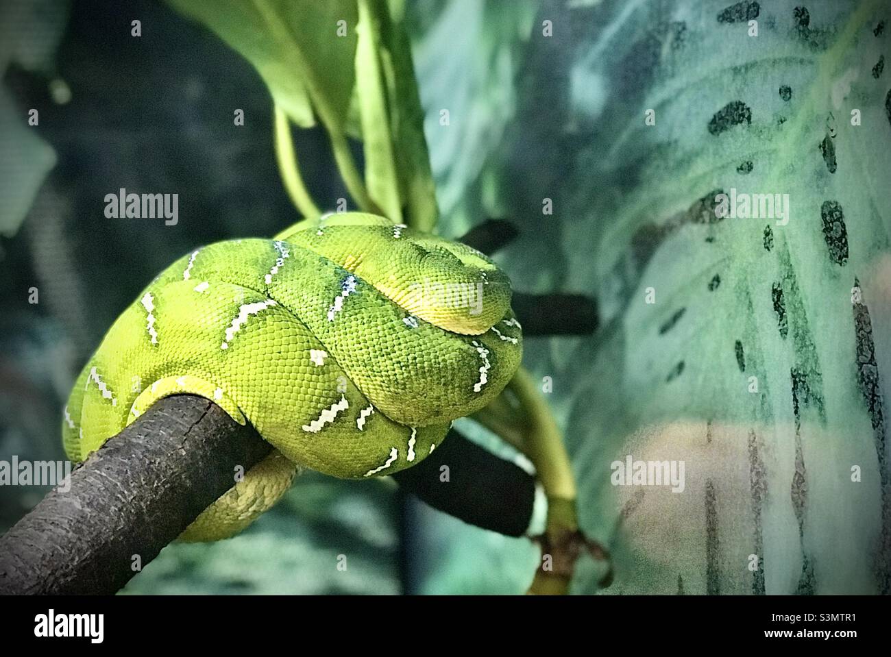 Sleeping emerald tree boa hi-res stock photography and images - Alamy
