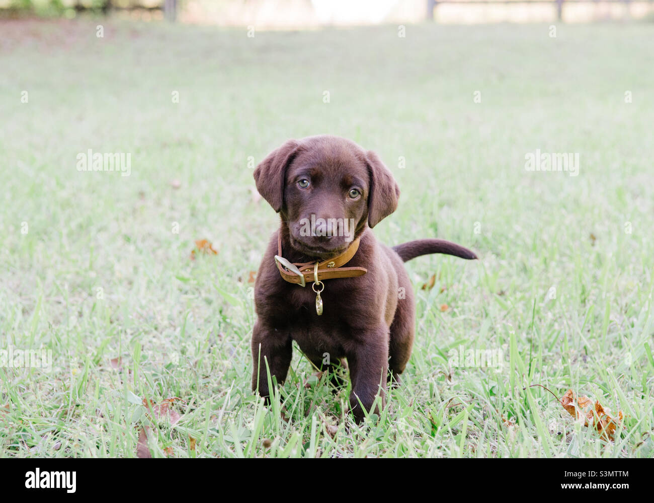Love lab hi-res stock photography and images - Alamy